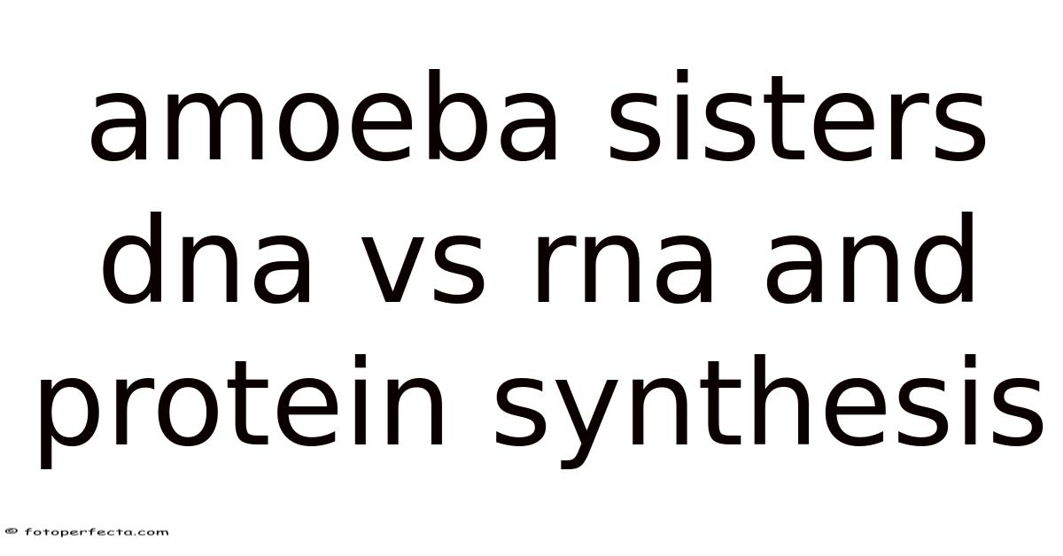 Amoeba Sisters Dna Vs Rna And Protein Synthesis